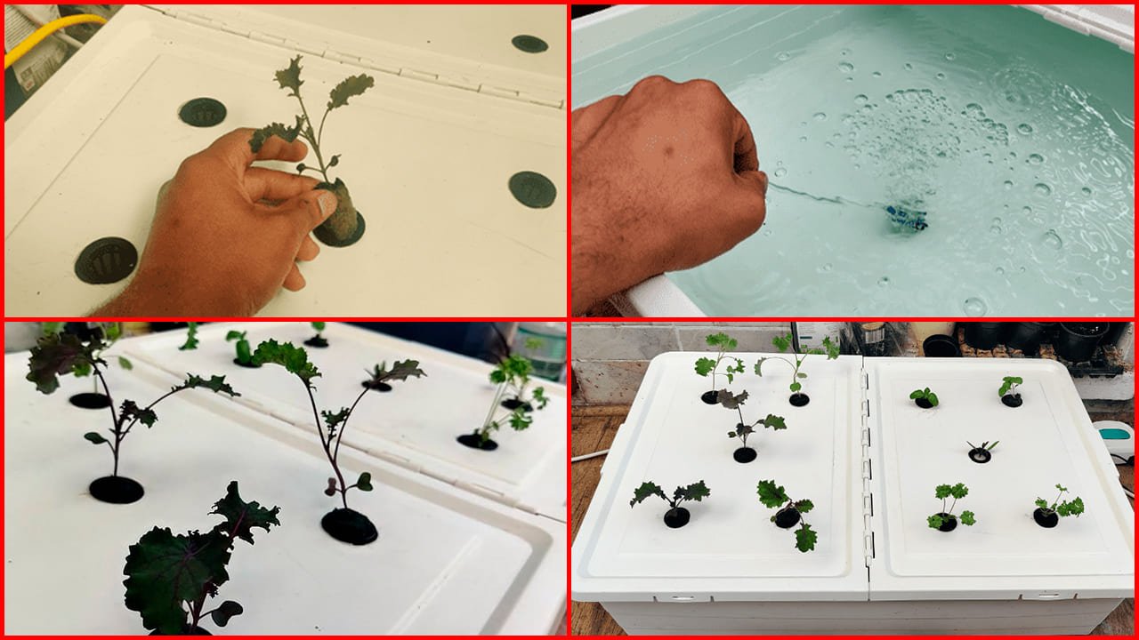 Cómo Hacer Un Sistema De Cultivo Hidropónico Dwc Casero Paso A Paso Instrucciones Pdf Gratis 
