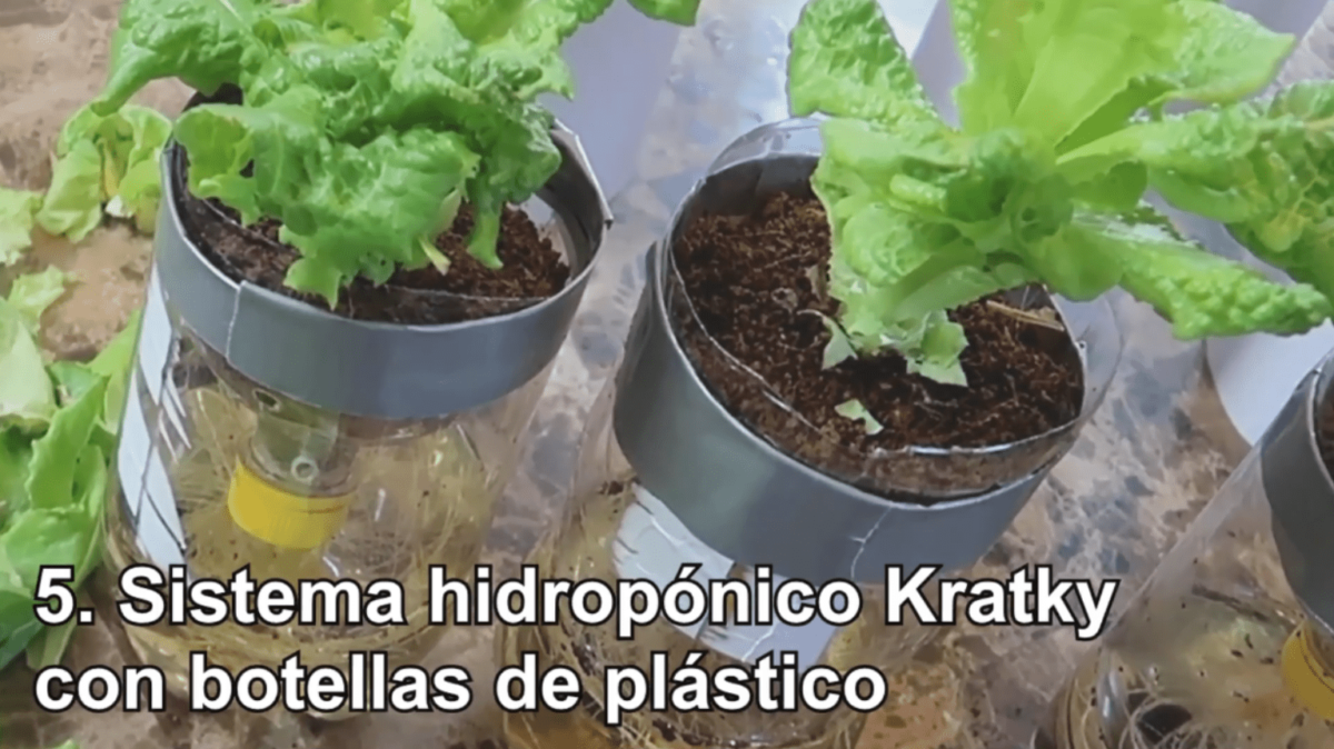 TOP 5 Sistemas de Hidroponía Casera que tú mismo puedes construir paso ...